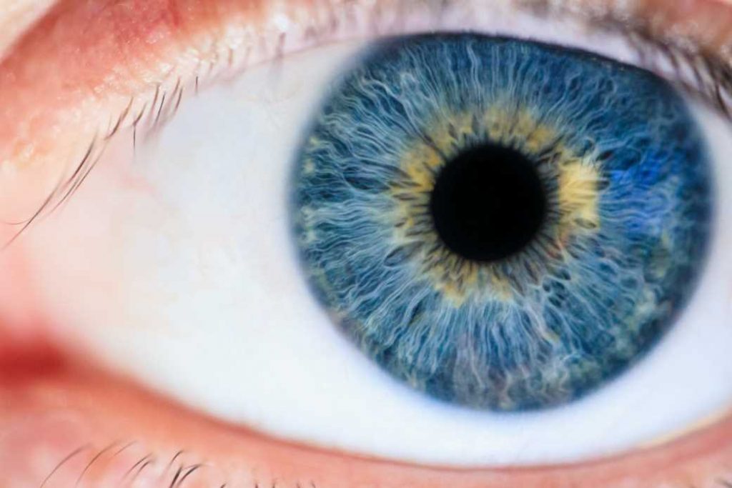 Roizenblatt – Oftalmologia