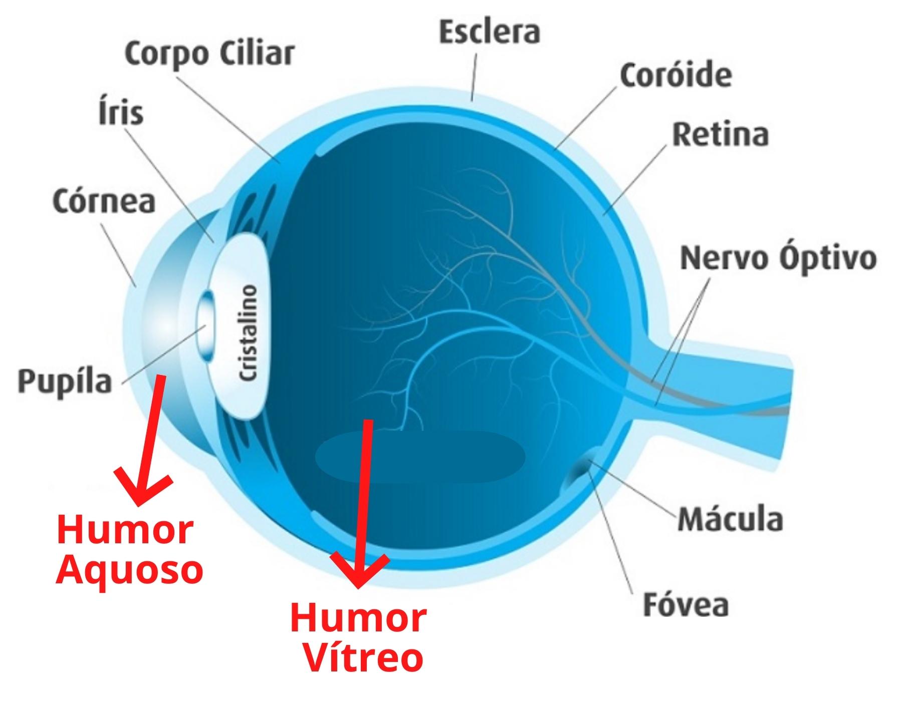 O que tem dentro do olho? - Roizenblatt
